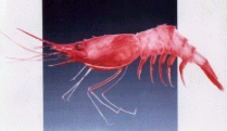Utilisation of Prawn Shell Waste